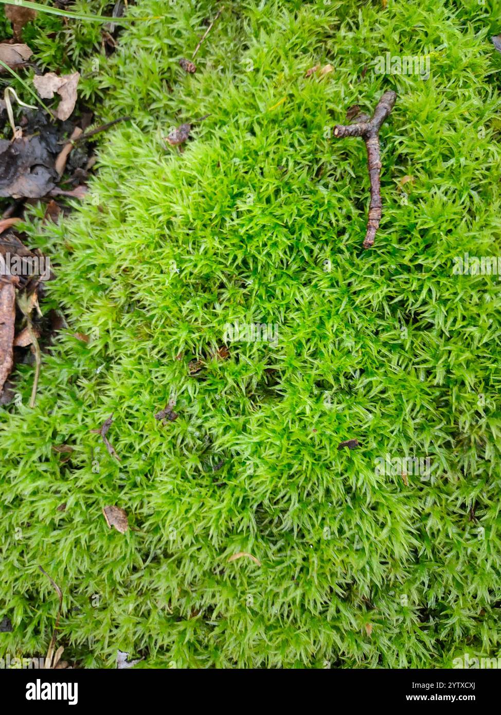 Catherine's moss (Atrichum undulatum Stock Photo - Alamy
