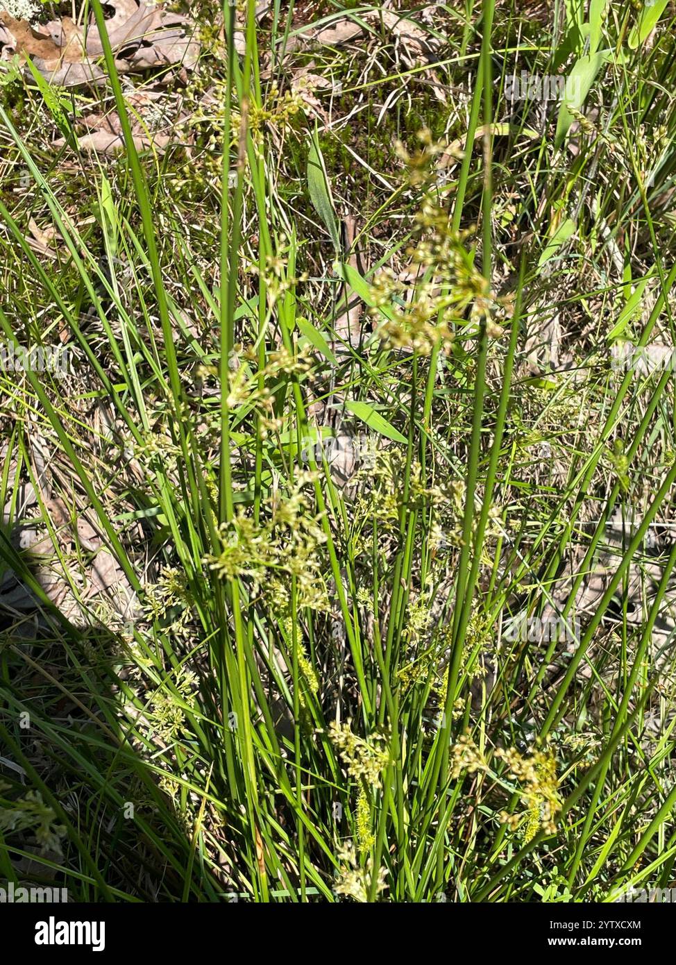 Soft Rush (Juncus effusus Stock Photo - Alamy