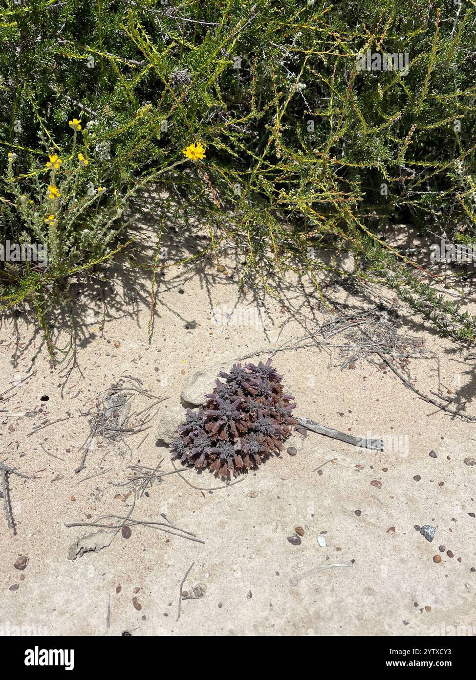 Chaparral Broomrape (Aphyllon tuberosum Stock Photo - Alamy
