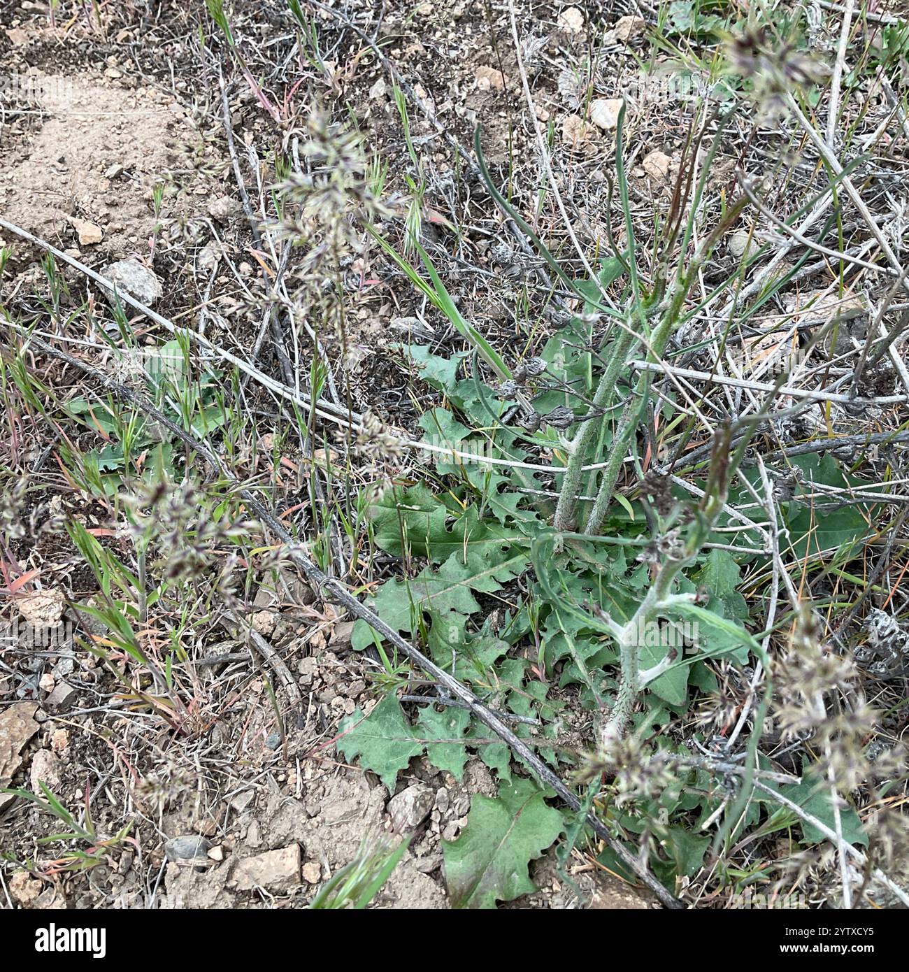 Rush Skeletonweed (Chondrilla juncea Stock Photo - Alamy