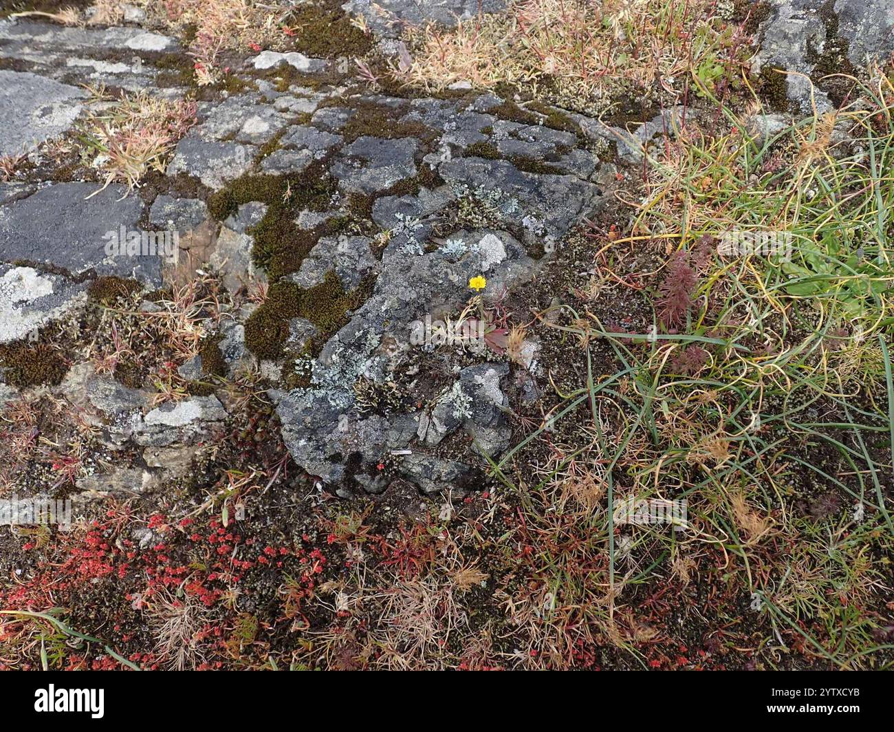 Smooth Cat's Ear (Hypochaeris glabra Stock Photo - Alamy