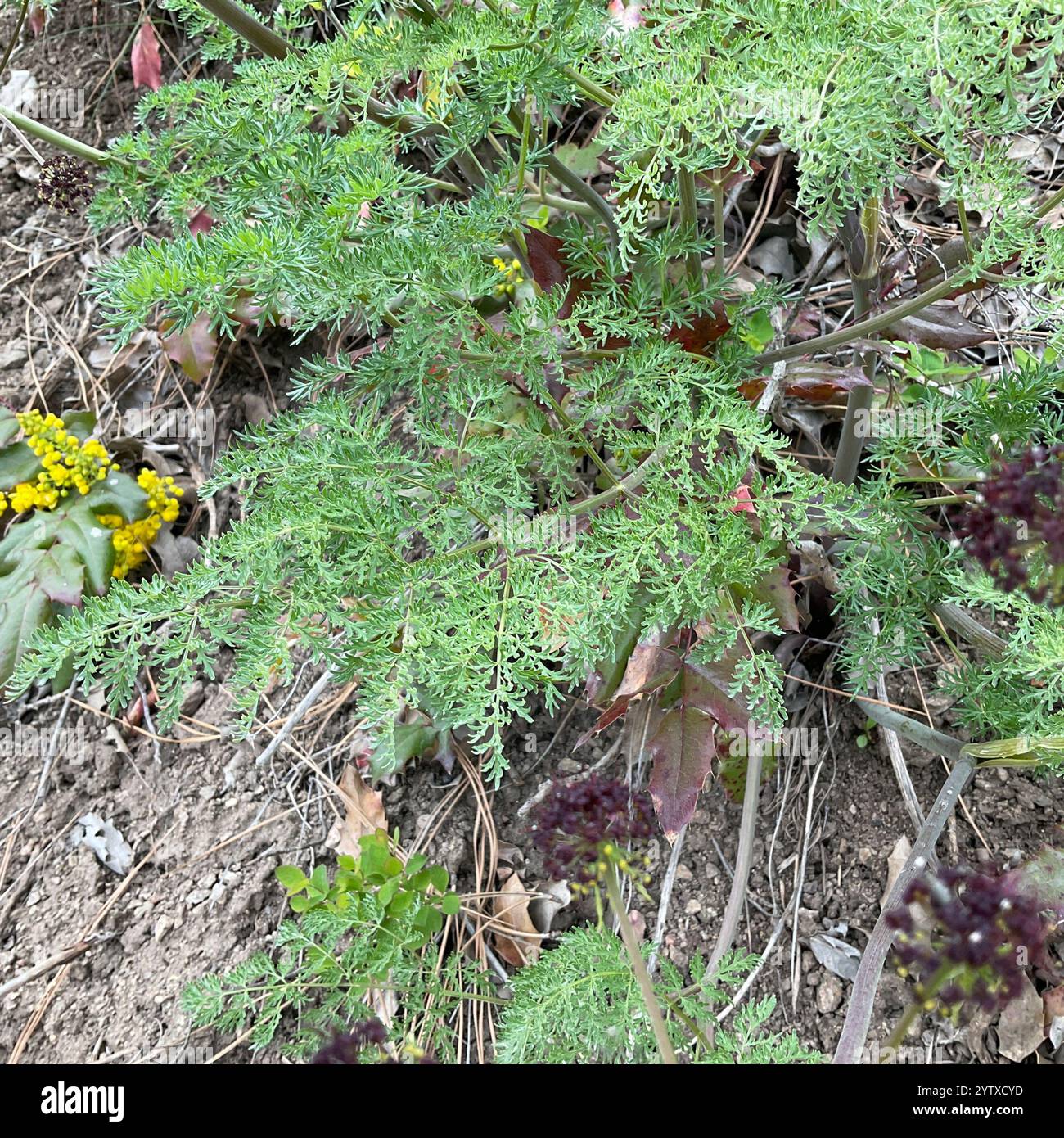Carrotleaf Biscuitroot (Lomatium multifidum Stock Photo - Alamy