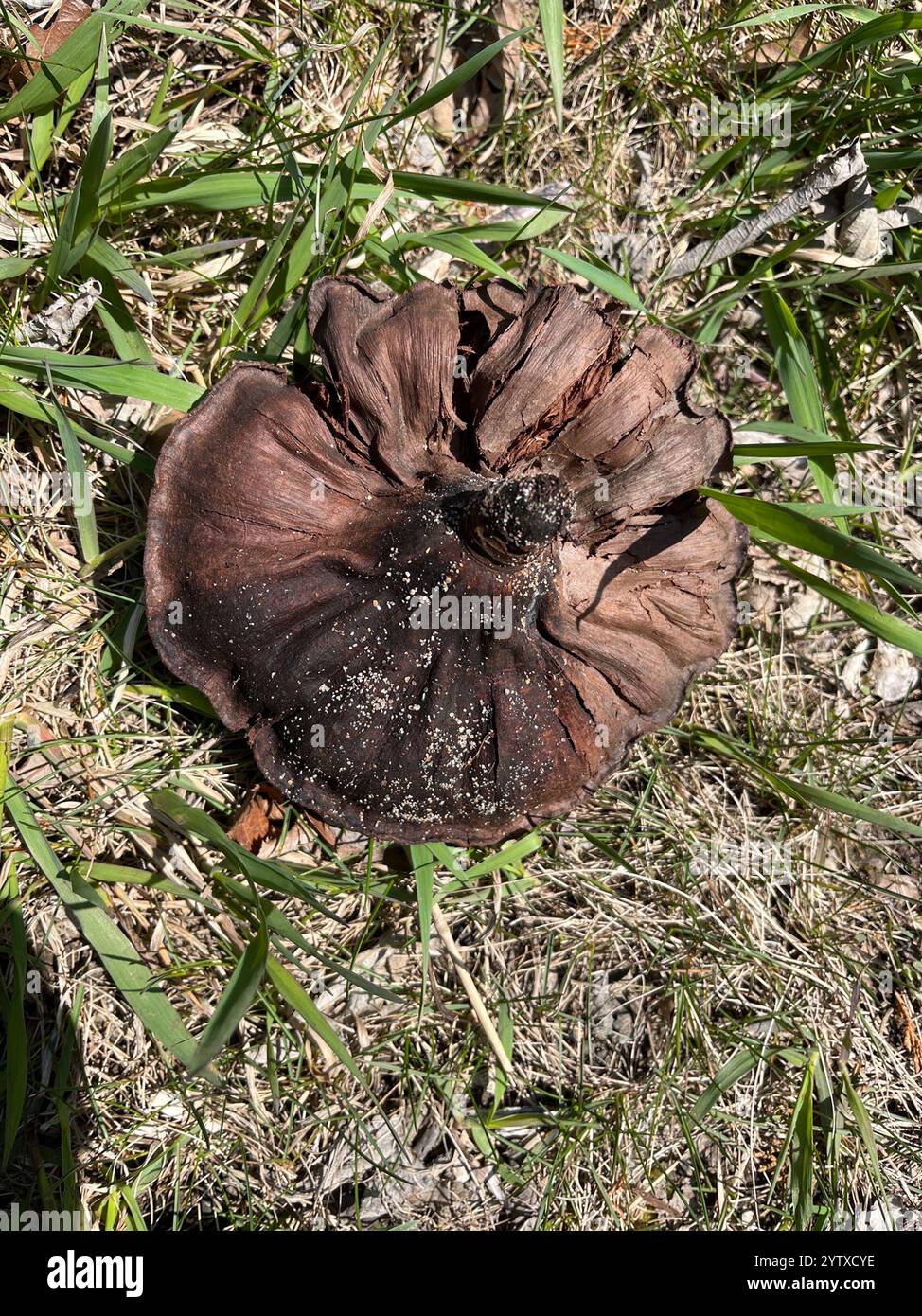 American lotus (Nelumbo lutea Stock Photo - Alamy
