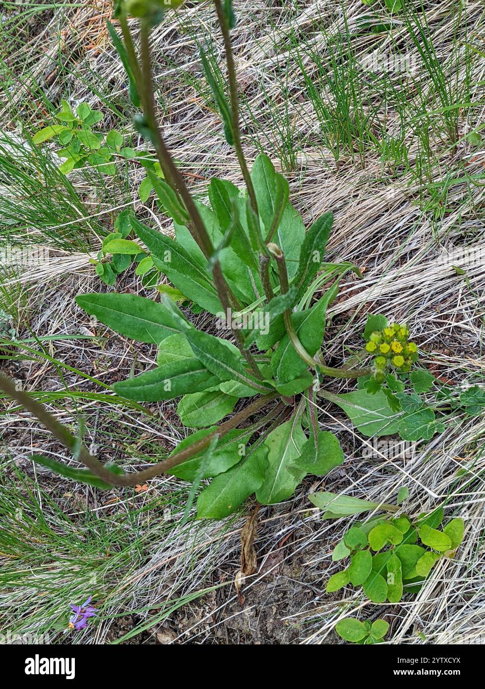 Tall western groundsel (Senecio integerrimus Stock Photo - Alamy