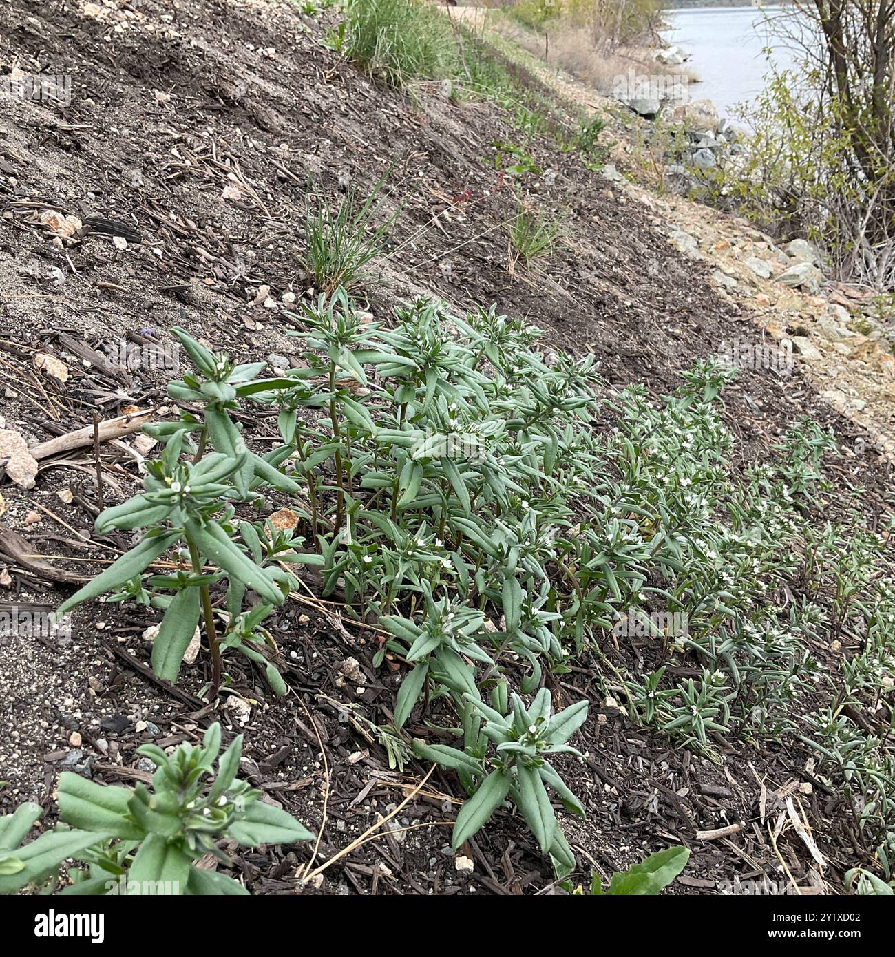 corn gromwell (Buglossoides arvensis Stock Photo - Alamy