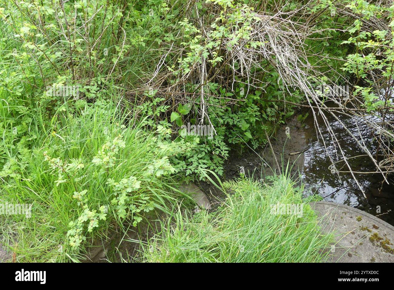 Coastal Hedge-nettle (Stachys chamissonis Stock Photo - Alamy