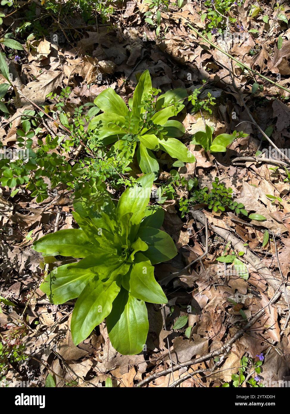 American columbo (Frasera caroliniensis Stock Photo - Alamy