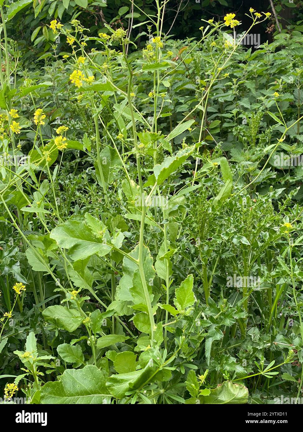 charlock (Mutarda arvensis Stock Photo - Alamy