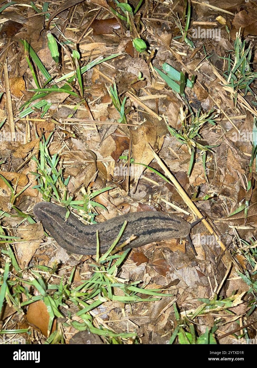Florida Leatherleaf Slug (Leidyula floridana Stock Photo - Alamy