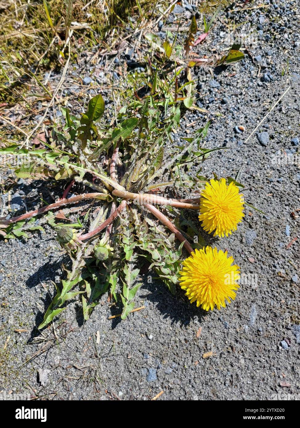 common dandelions (Taraxacum Stock Photo - Alamy