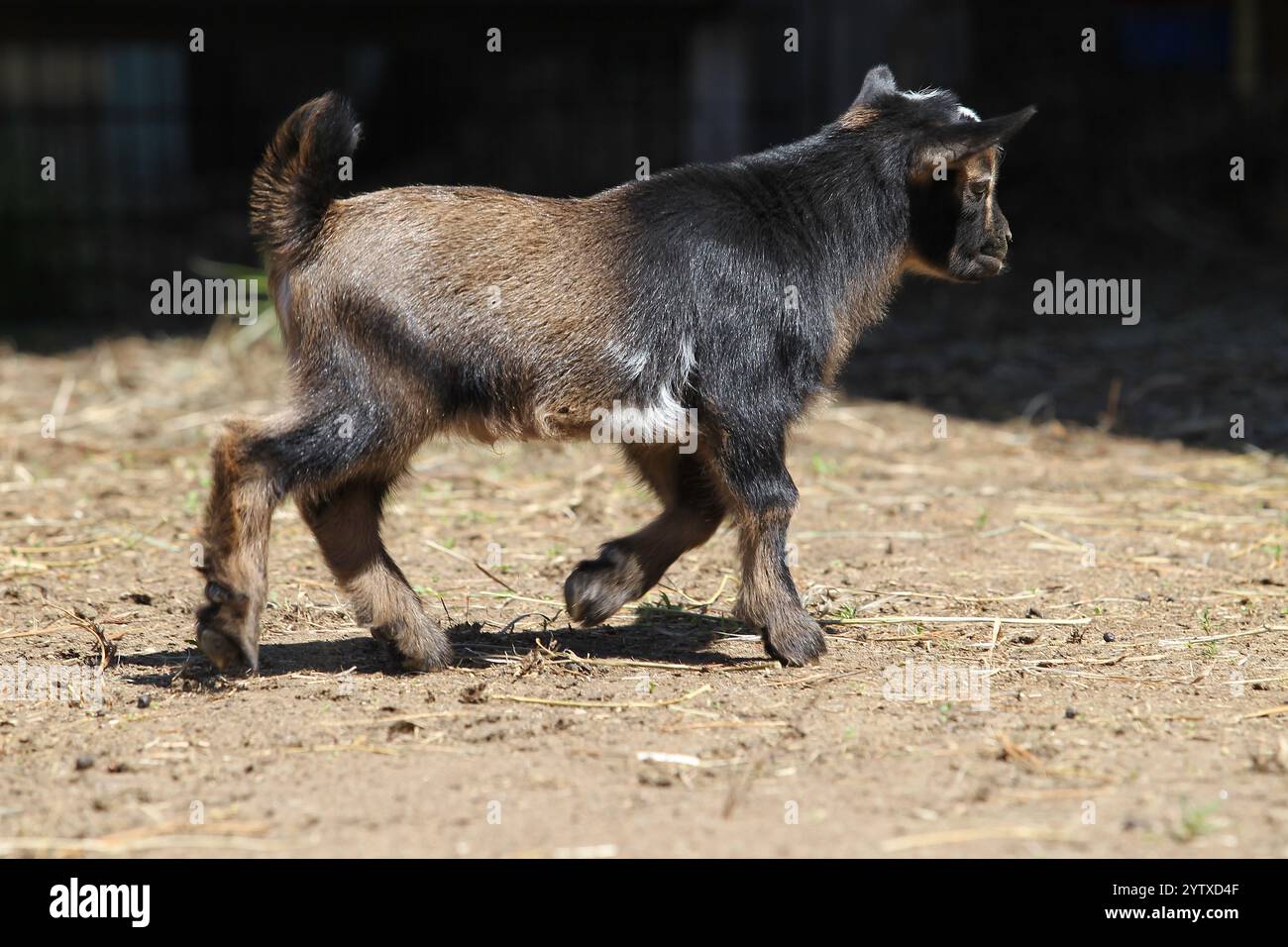 Lovely Baby goat at a farm Stock Photo - Alamy