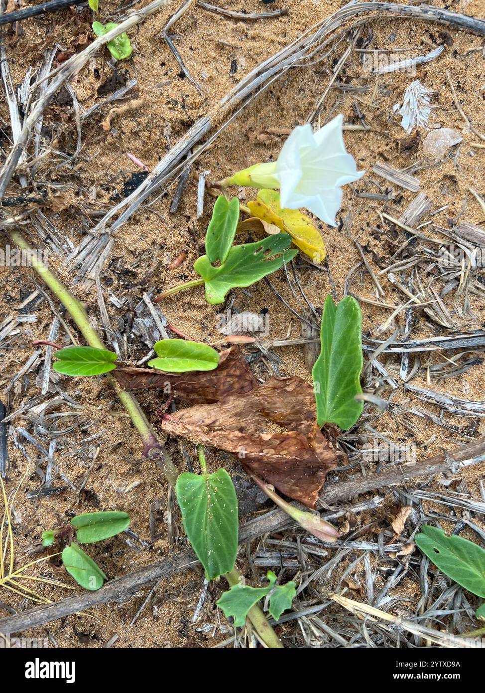beach morning-glory (Ipomoea imperati Stock Photo - Alamy