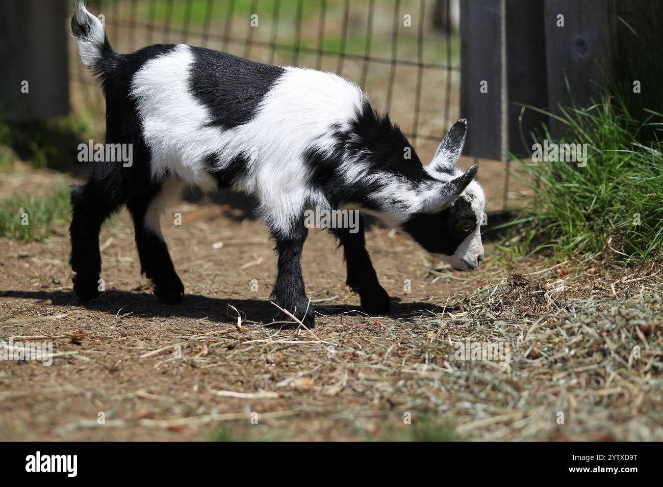 Lovely Baby goat at a farm Stock Photo - Alamy
