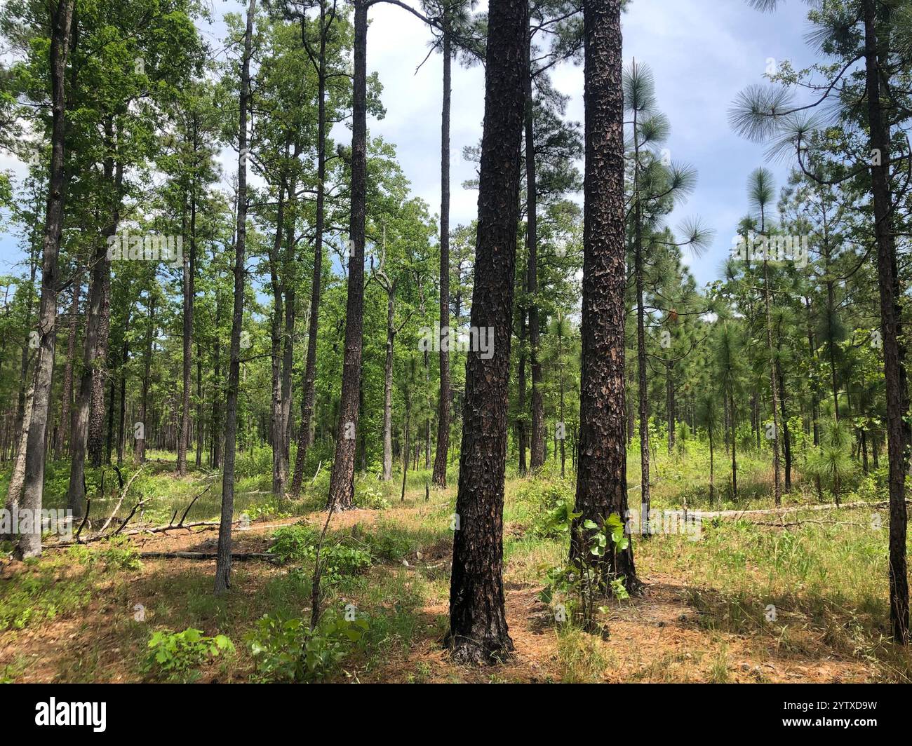 longleaf pine (Pinus palustris Stock Photo - Alamy