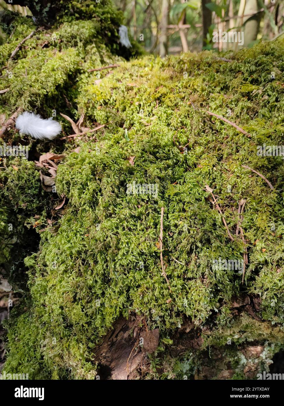 Mouse-tail Moss (Pseudisothecium myosuroides Stock Photo - Alamy