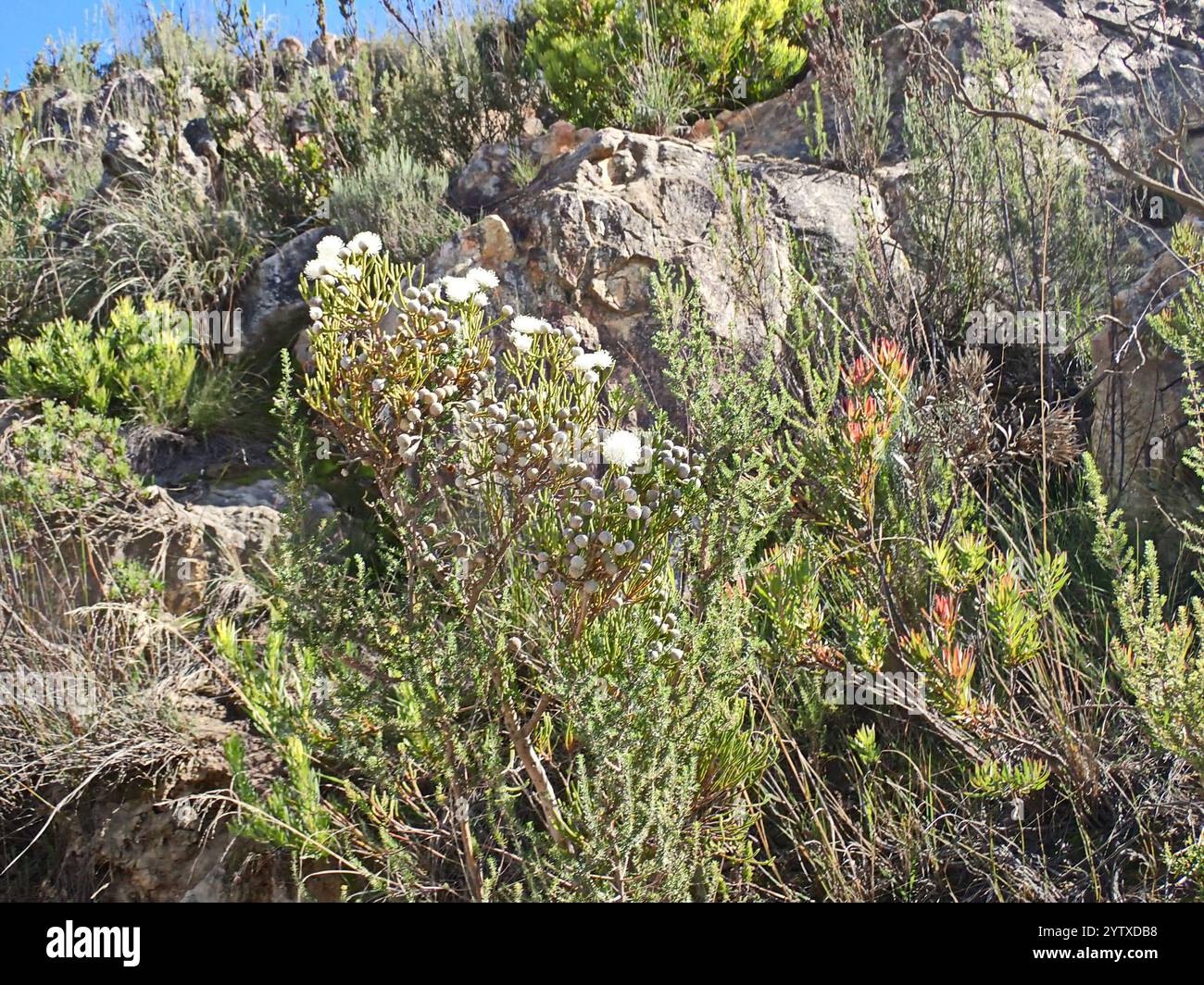 Cone Stompie (Brunia noduliflora Stock Photo - Alamy