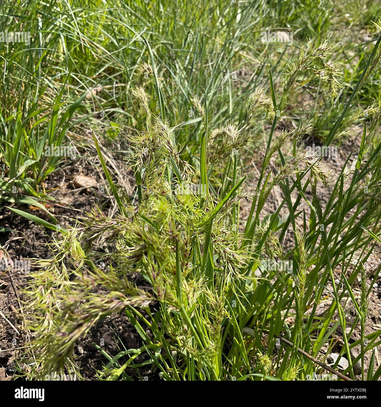 Bulbous Bluegrass (Poa bulbosa Stock Photo - Alamy