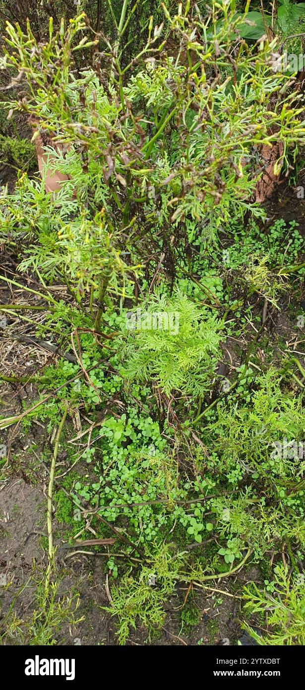 Australian Fireweed (Senecio bipinnatisectus Stock Photo - Alamy