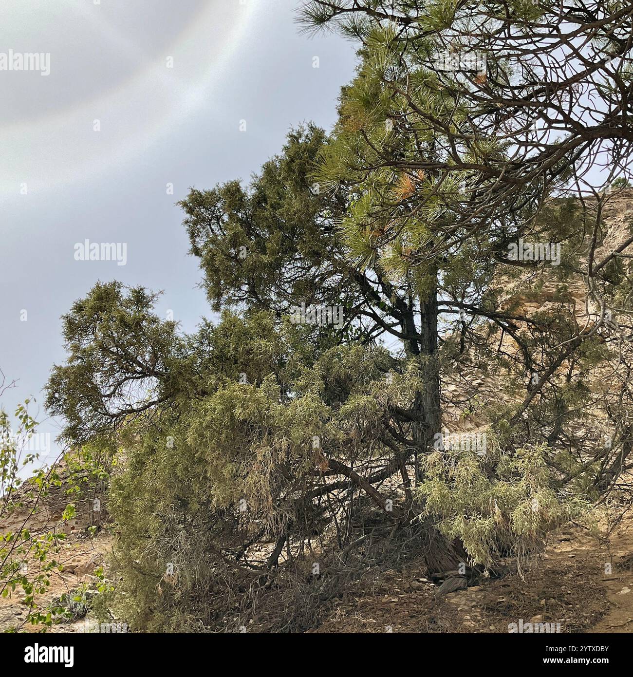 Rocky Mountain Juniper (Juniperus scopulorum Stock Photo - Alamy
