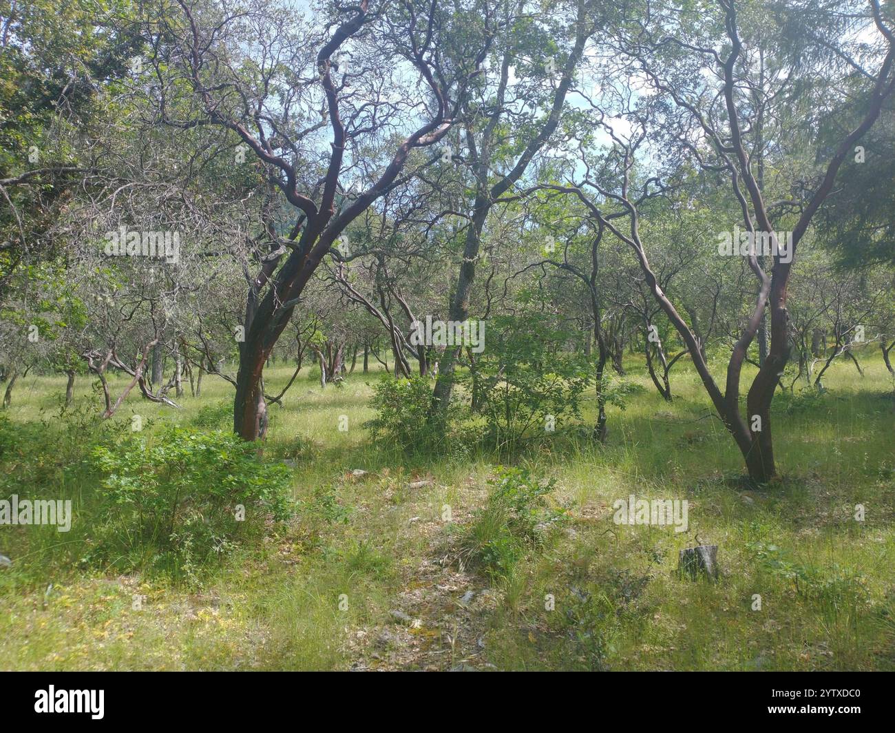 Common Manzanita (Arctostaphylos manzanita Stock Photo - Alamy