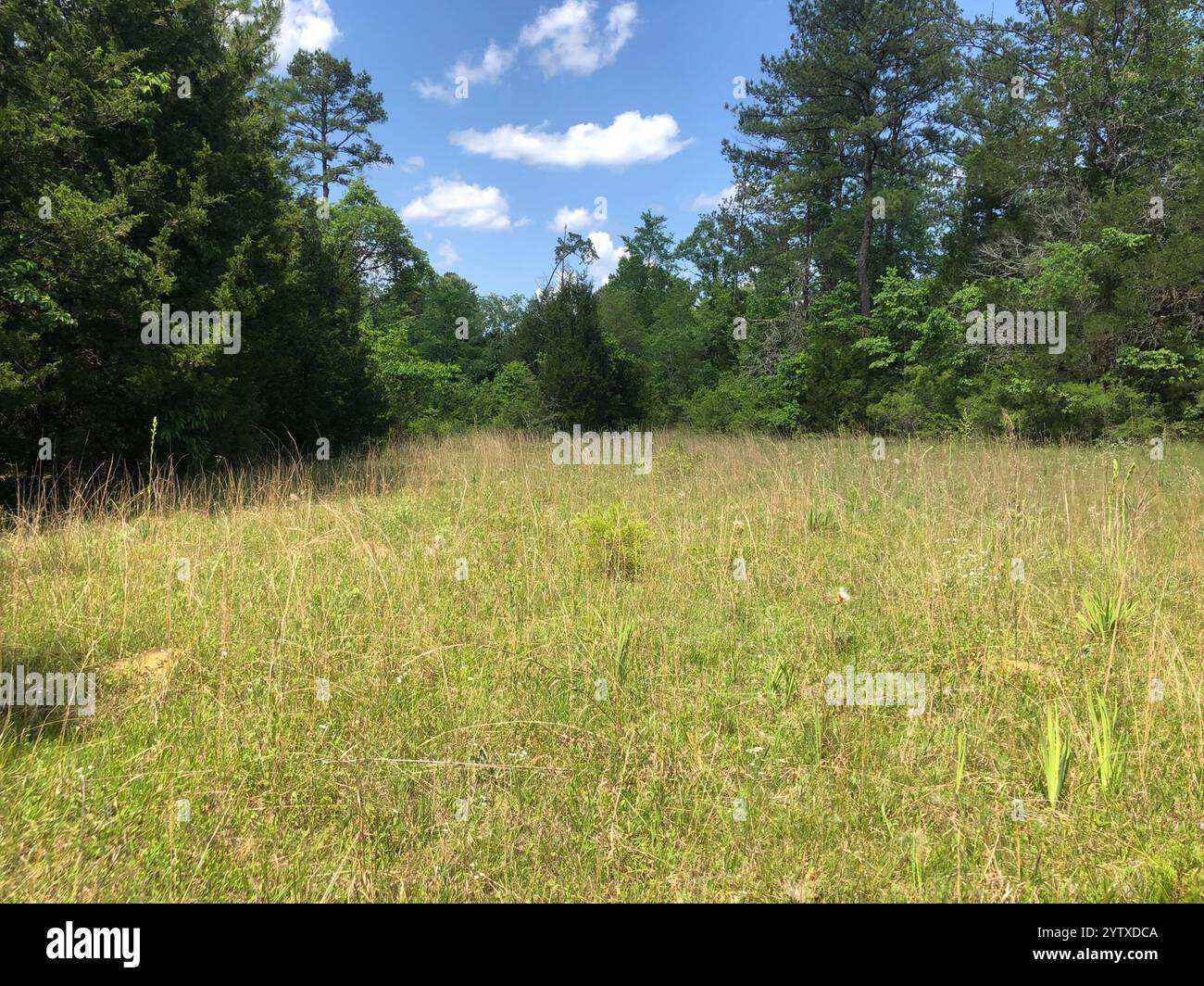 Hairawn Muhly (Muhlenbergia capillaris Stock Photo - Alamy