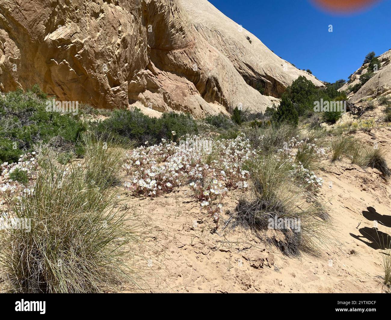Pale Evening Primrose (Oenothera pallida Stock Photo - Alamy