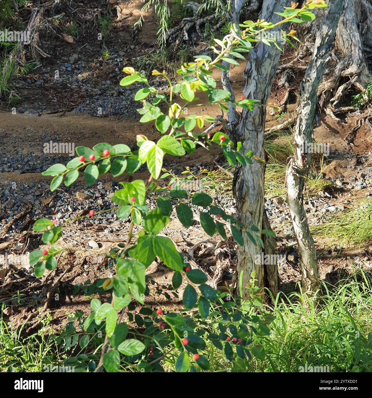 coffee bush (Breynia oblongifolia Stock Photo - Alamy