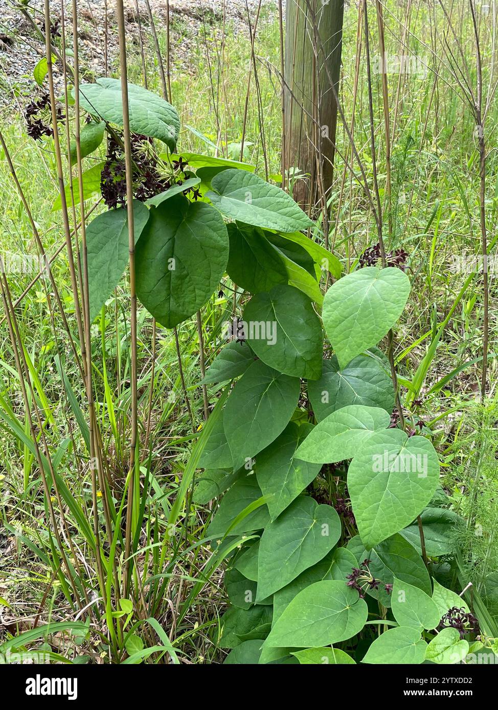 Carolina climbing-milkweed (Matelea carolinensis Stock Photo - Alamy