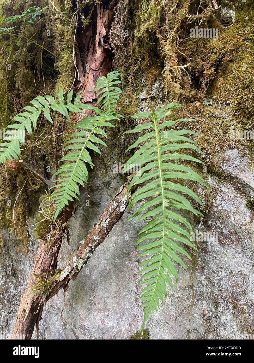 licorice fern (Polypodium glycyrrhiza Stock Photo - Alamy