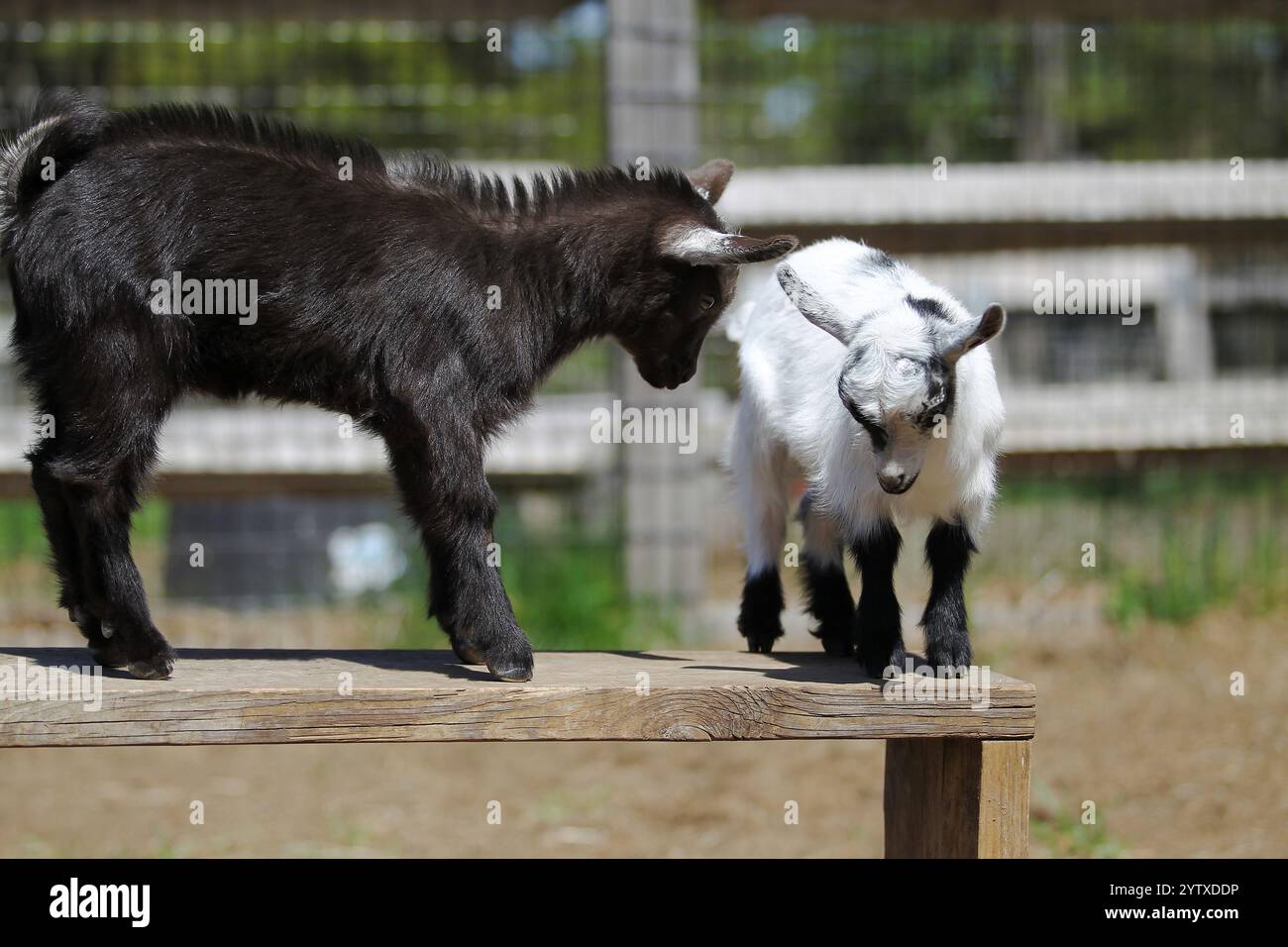 Playful young goats hi-res stock photography and images - Alamy