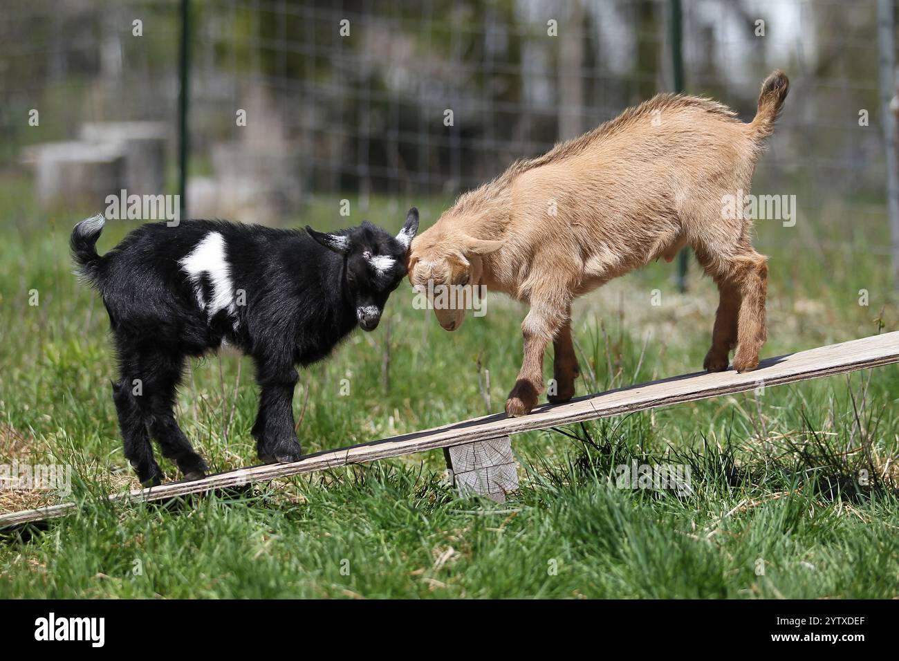 Baby goats at a farm Stock Photo - Alamy