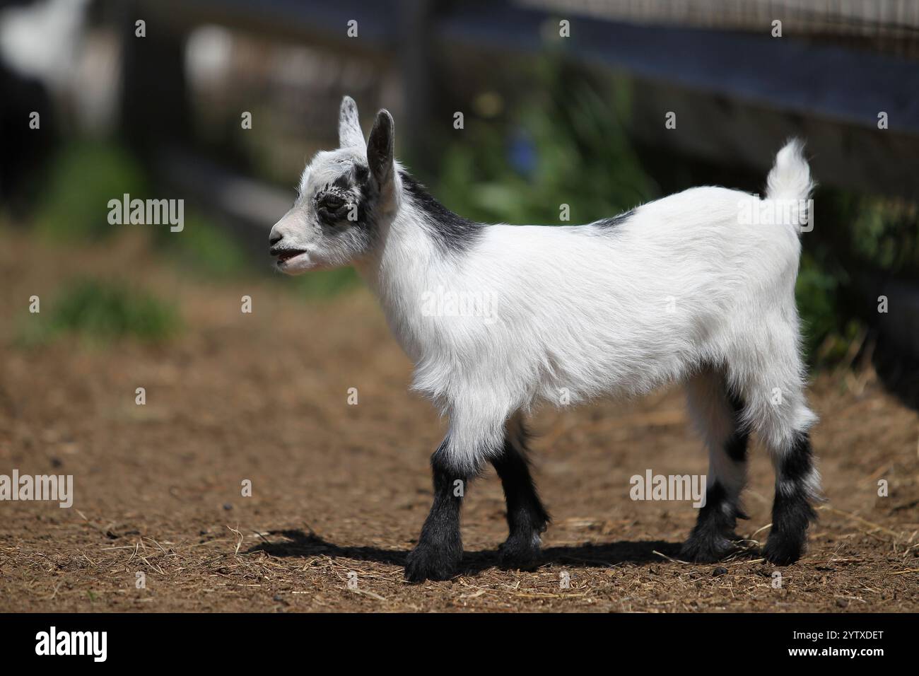 Lovely Baby goat at a farm Stock Photo - Alamy
