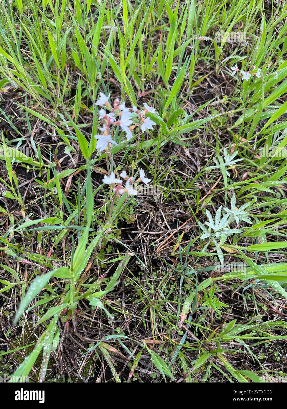 smallflower woodland star (Lithophragma parviflorum Stock Photo - Alamy