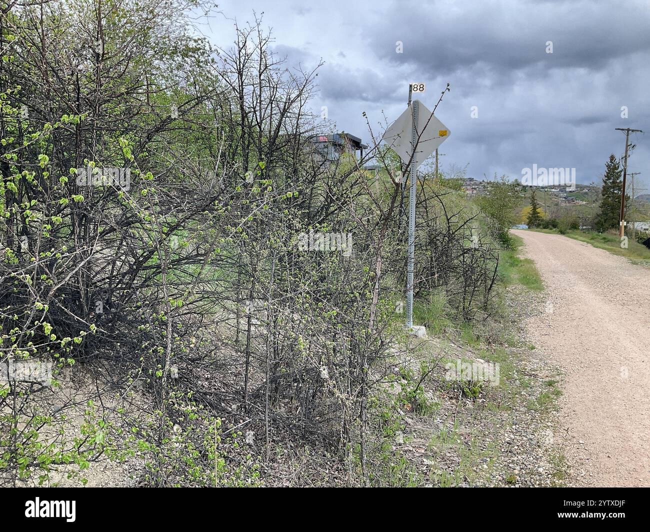 elm family (Ulmaceae Stock Photo - Alamy