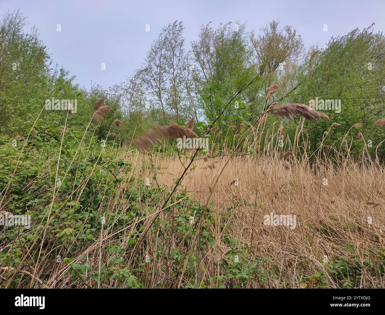 European reed (Phragmites australis australis Stock Photo - Alamy
