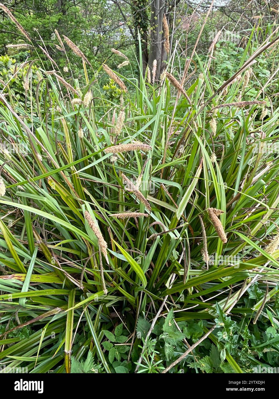 Hanging sedge (Carex pendula Stock Photo - Alamy