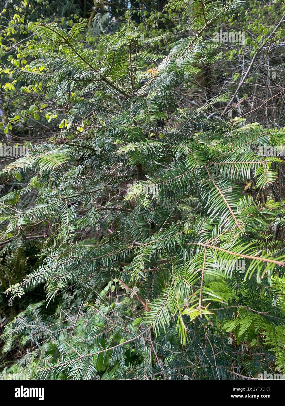 grand fir (Abies grandis Stock Photo - Alamy