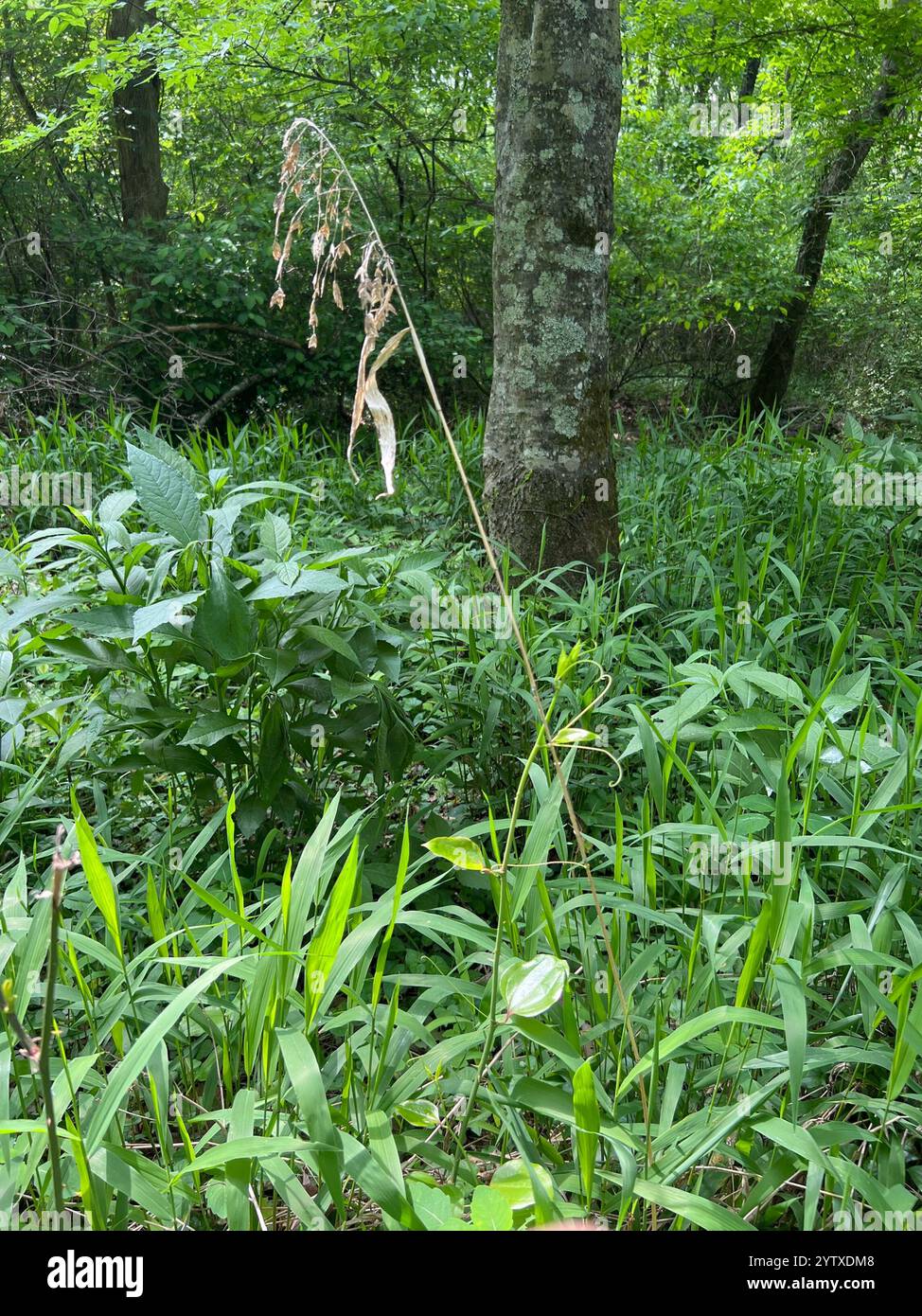 inland wood oats (Chasmanthium latifolium Stock Photo - Alamy