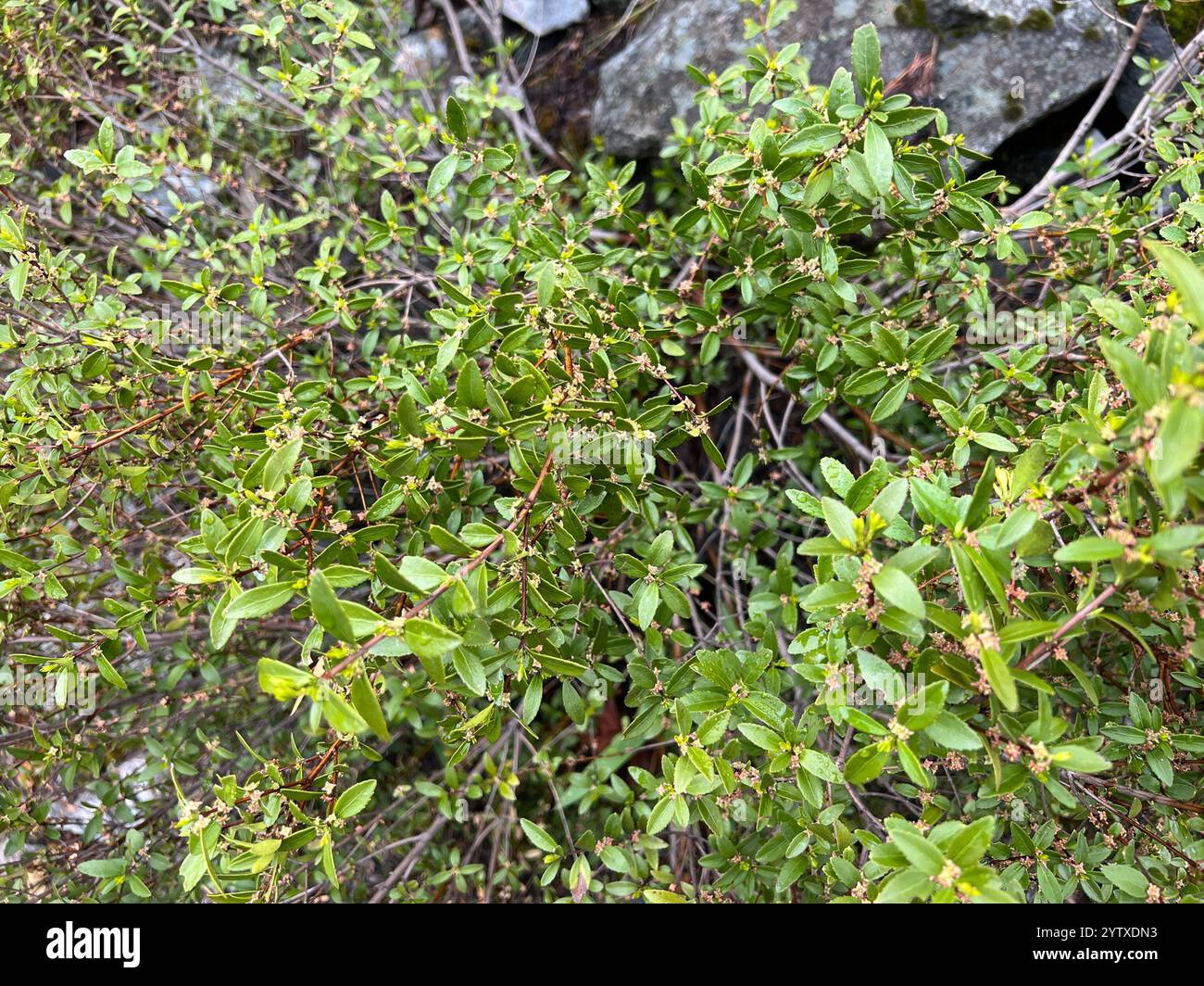 Oregon Boxwood (Paxistima myrsinites Stock Photo - Alamy