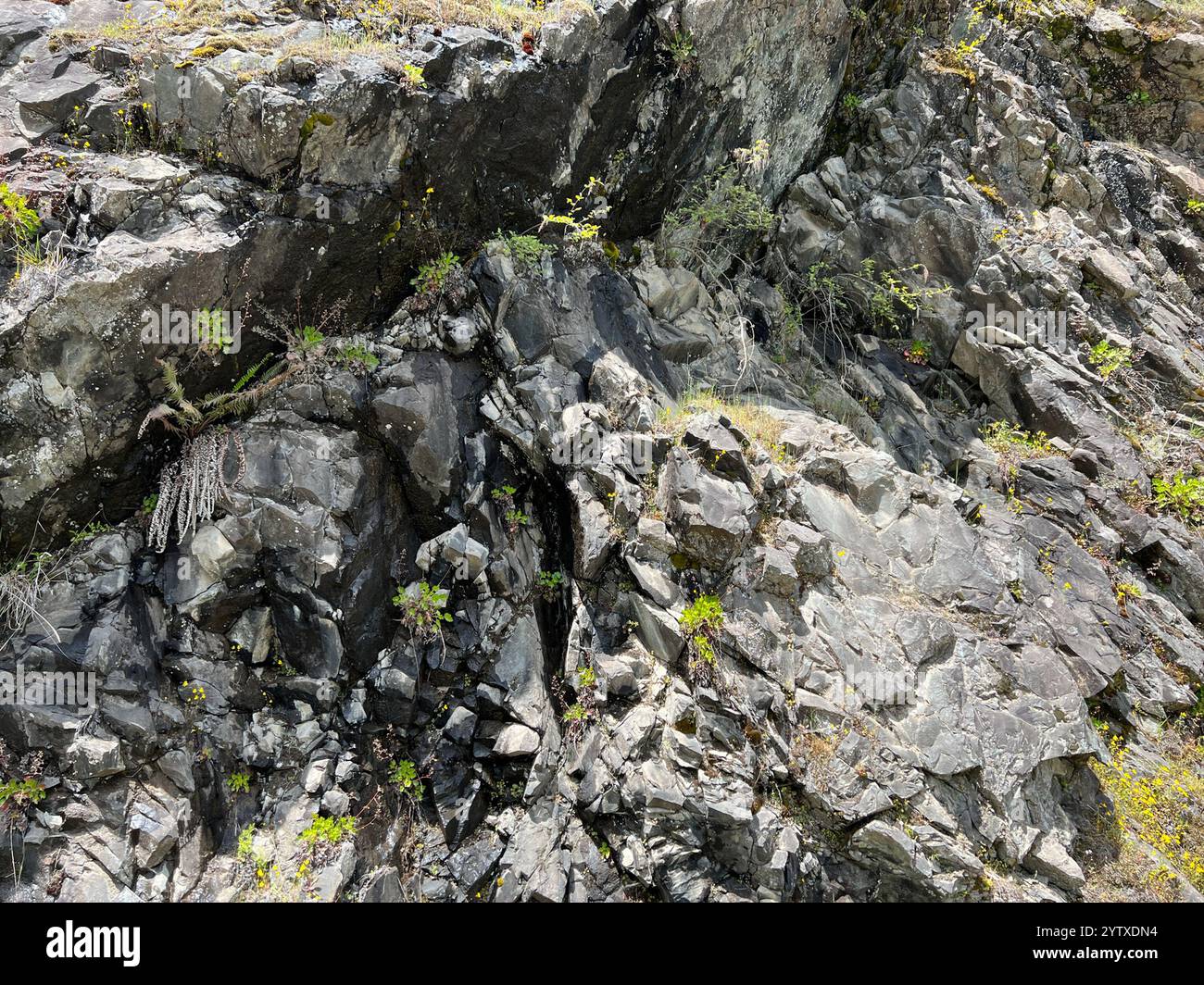 crevice alumroot (Heuchera micrantha Stock Photo - Alamy