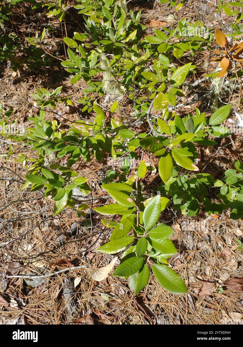Tanoak (Notholithocarpus densiflorus Stock Photo - Alamy
