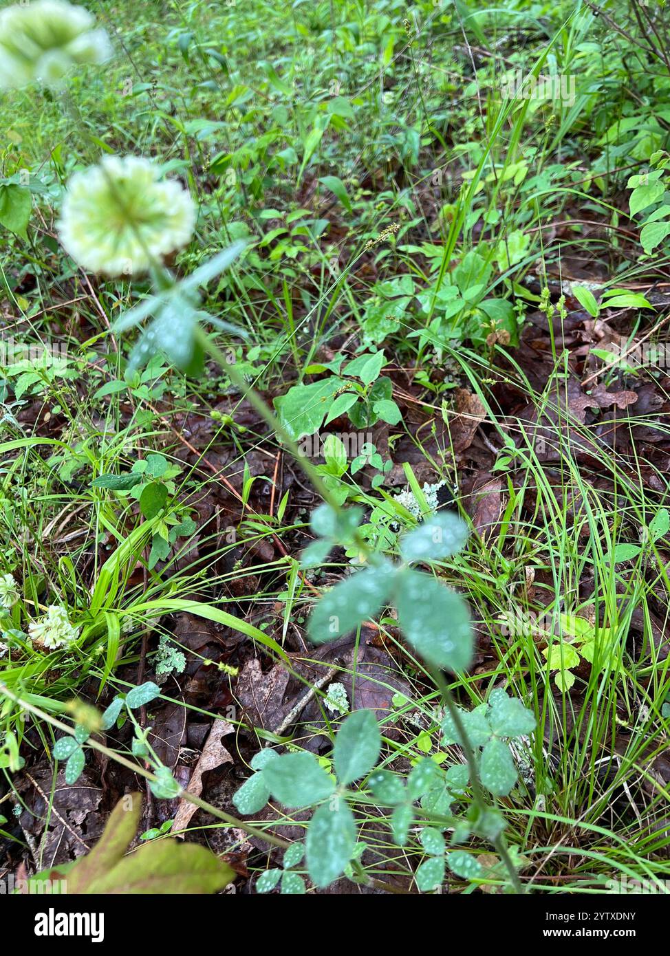 buffalo clover (Trifolium reflexum Stock Photo - Alamy