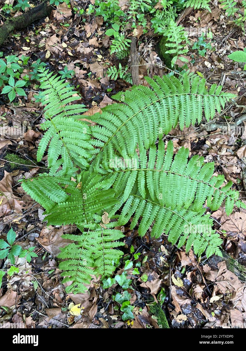 cinnamon fern (Osmundastrum cinnamomeum Stock Photo - Alamy