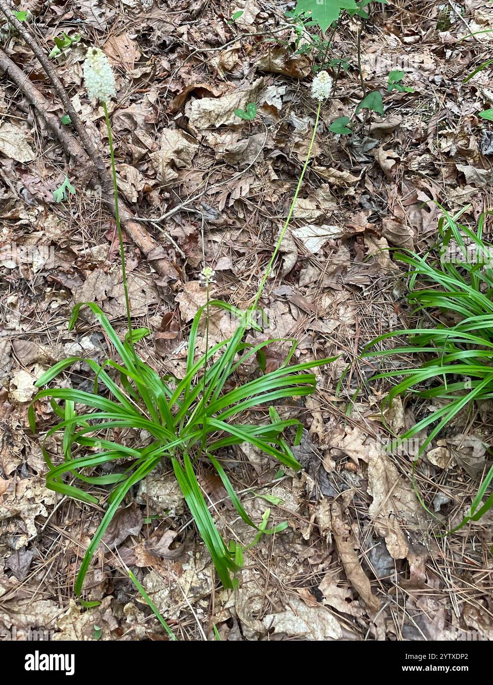 fly poison (Amianthium muscitoxicum Stock Photo - Alamy