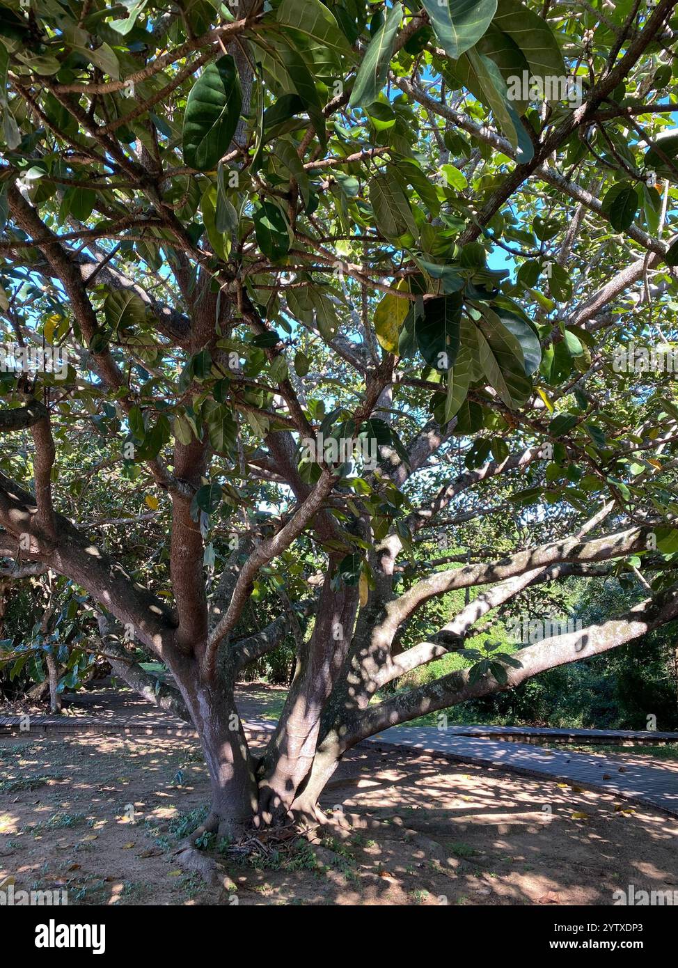 Ficus lutea hi-res stock photography and images - Alamy