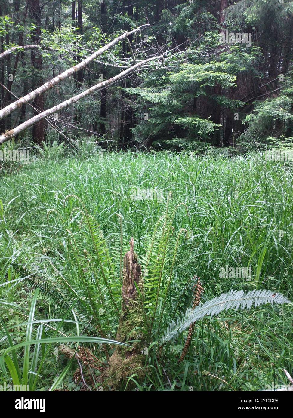 Panicled Bulrush (Scirpus microcarpus Stock Photo - Alamy