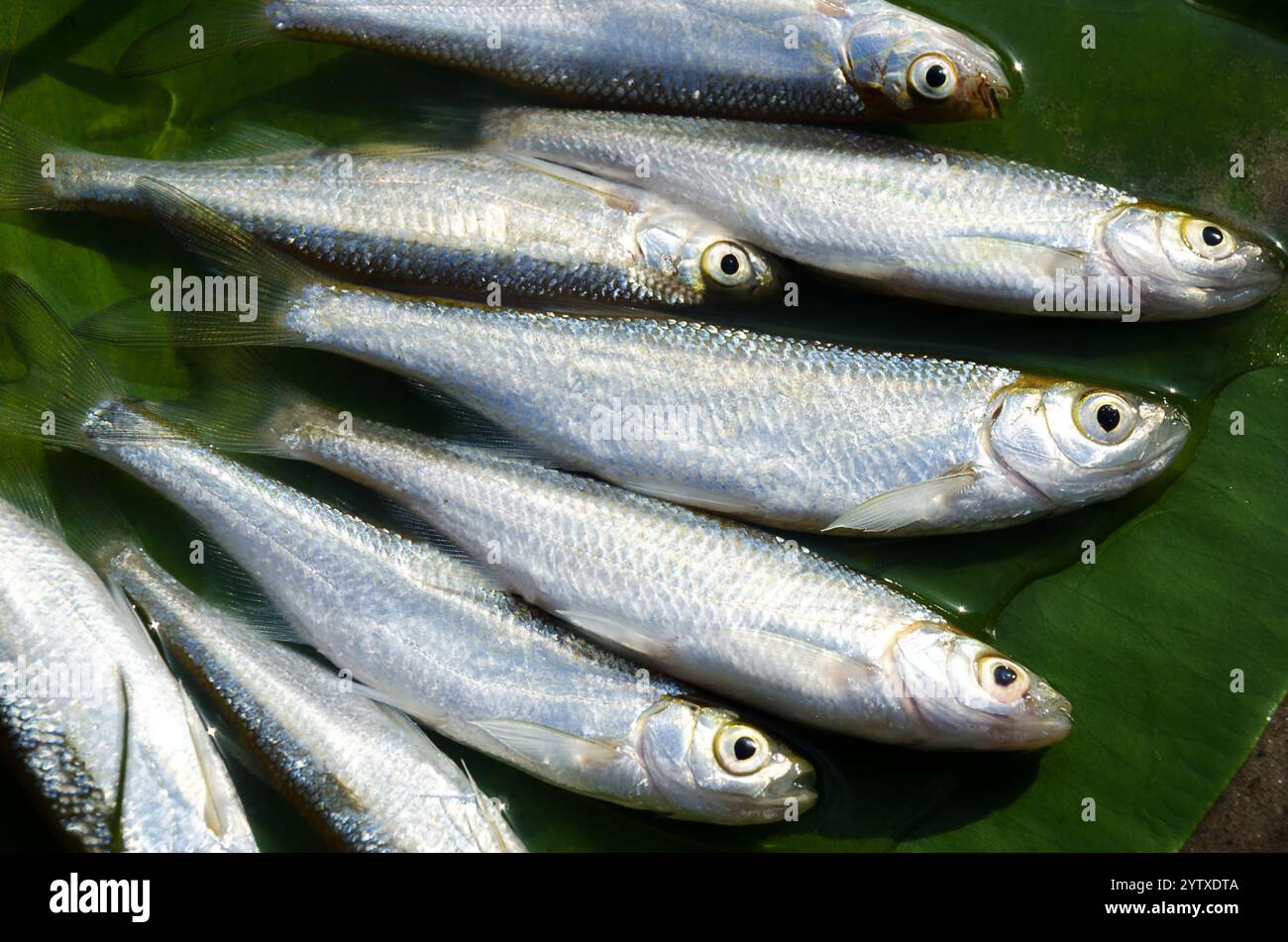 Purple fish eyes hi-res stock photography and images - Alamy