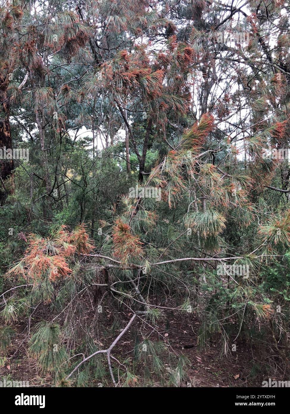 Black sheoak (Allocasuarina littoralis Stock Photo - Alamy
