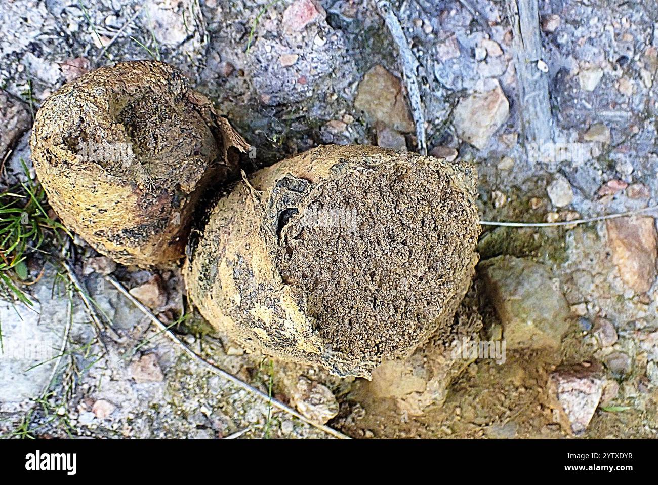 Dyeball (Pisolithus arhizus Stock Photo - Alamy
