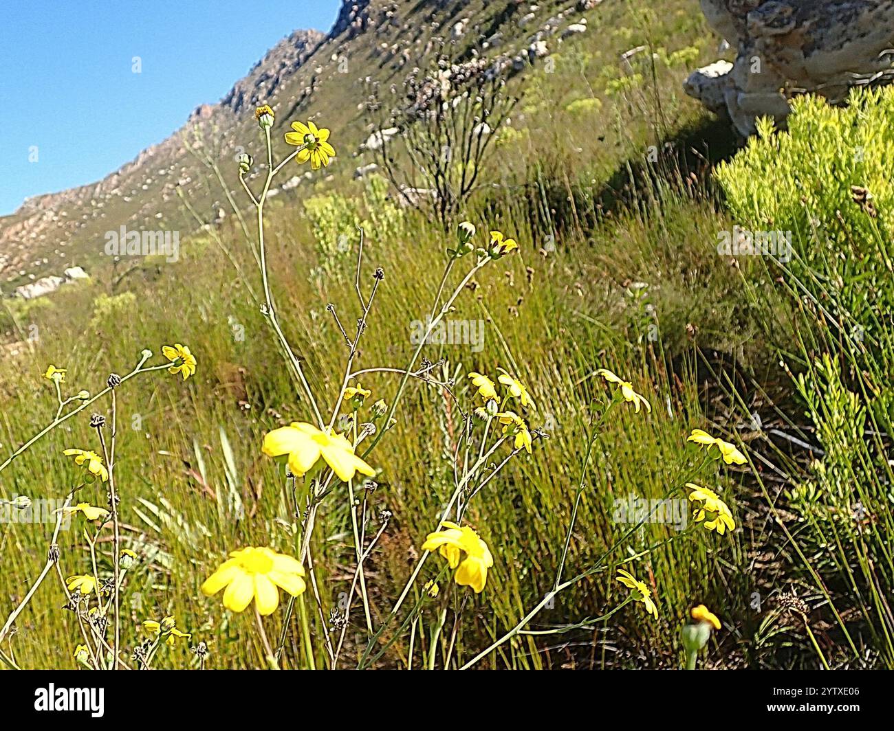 Fivetooth Babooncabbage (Othonna quinquedentata Stock Photo - Alamy